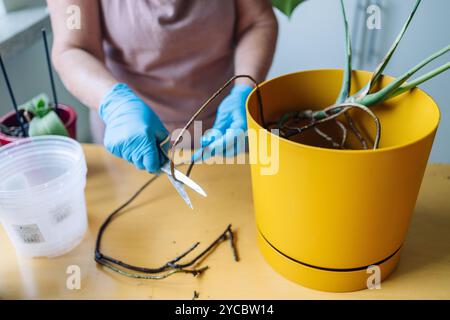 A person wearing gloves pours organic waste, including eggshells and ...