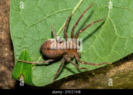 A beautiful spotted huntsman spider (Panaretella sp) in the wild Stock ...