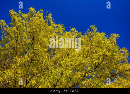 Lietzen, Germany. 22nd Oct, 2024. The waning moon can be seen in the ...