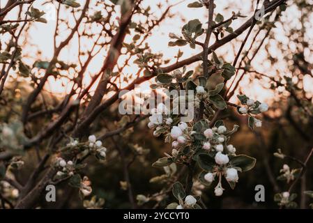 Apple tree branches with white flowers on a background of blue clear ...