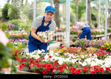 Female garden store employee puts in order showcase with outdoor plants ...