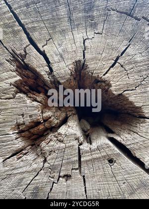 Old fallen hollow tree Stock Photo - Alamy