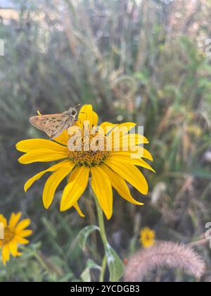 A delicate brown butterfly perches on an orange and white striped towel ...