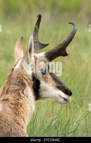 Pronghorn Antelope, Spring, Montana Stock Photo - Alamy