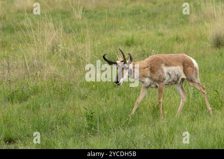 Pronghorn Antelope, Spring, Montana Stock Photo - Alamy