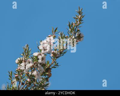 close-up of New Zealand Tea Bush plant with dark leaves and red flowers ...