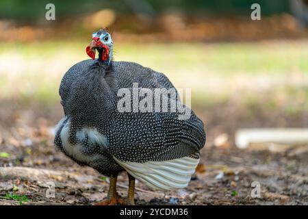 African Helmeted Guinea Fowl (Numida Meleagris) standing on ground ...