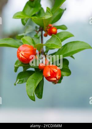 Red pomegranate flowers on pomegranate blossoming tree in the garden ...