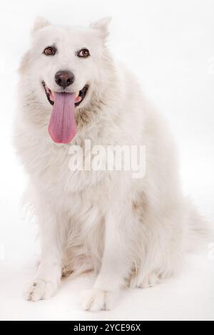 Beautiful White aski severe dog laying down Stock Photo - Alamy