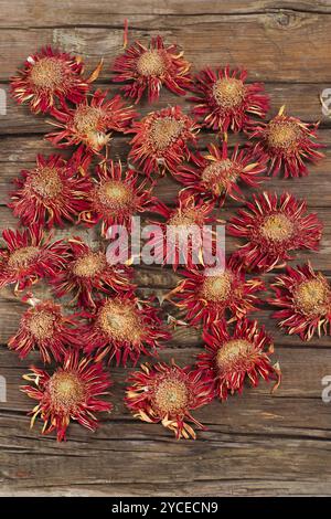 The flower of orange gerbera dried naturally in the sun Stock Photo - Alamy