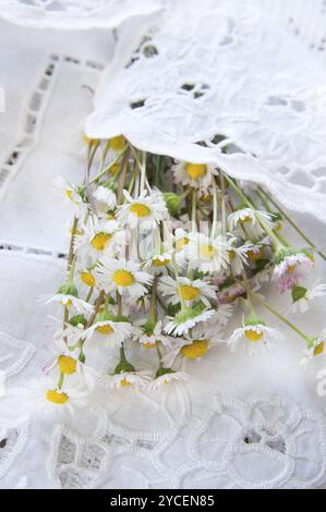 Summer season, the time for the collection of small daisy field Stock ...