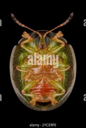 sweet potato tortoise beetle Stock Photo - Alamy