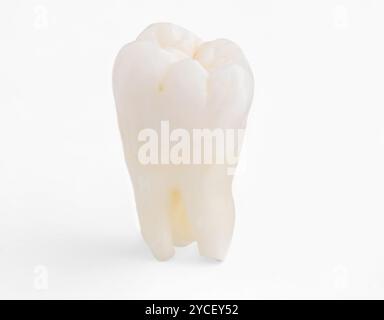 Real Human Wisdom tooth Stock Photo - Alamy