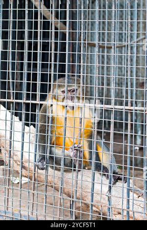 Sad monkey prisoned in cage Stock Photo - Alamy