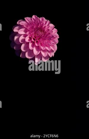golden-daisy over black background Stock Photo - Alamy