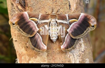 The big nocturnal moth Samia ricini resting Stock Photo - Alamy