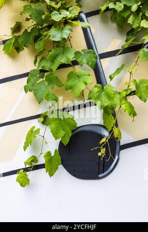 Clef on a wall, overgrown with vine leaves Stock Photo - Alamy