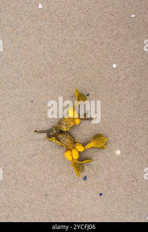 Seaweed, flotsam and jetsam, still life Stock Photo - Alamy