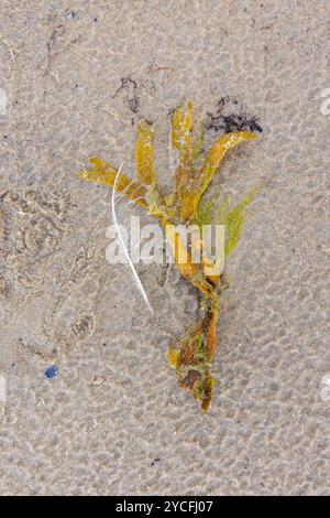 Seaweed, flotsam and jetsam, still life Stock Photo - Alamy