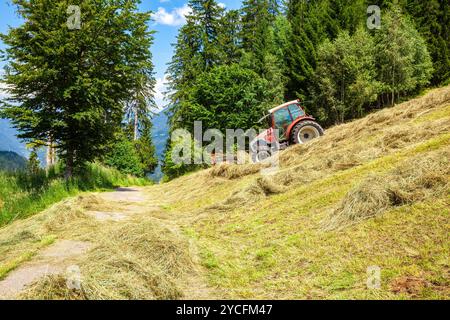 Hay harvest on steep mountain meadows, Ultental Valley, South Tyrol ...