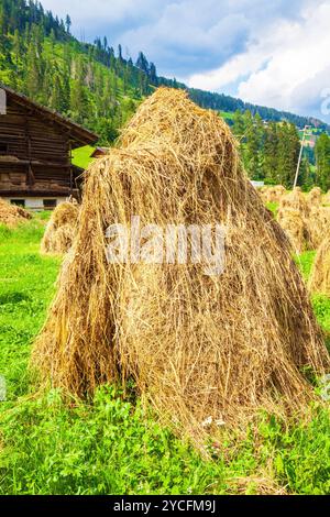 Hay set up to dry on stanchions at the "Doppler" farm, Ultental Valley ...