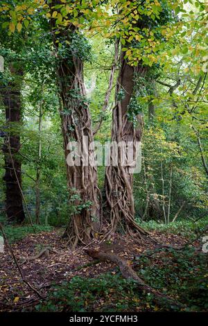 Wild vines wrap themselves around the trunk and upwards to the top of a ...