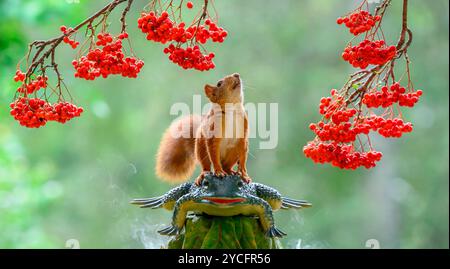 Red Squirrel riding on a frog in the rain Stock Photo - Alamy