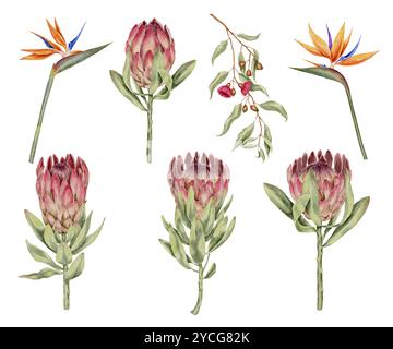 Watercolor Protea and Eucalyptus wedding illustration clipart Stock ...