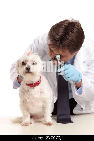 Veterinarian inspecting dog ears with otoscope on table at animal ...