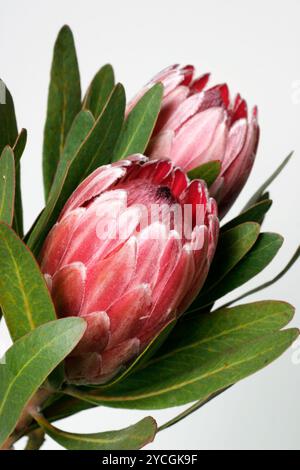 native Australian red protea flower outdoor in beautiful tropical ...