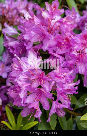 Wild Rhododendron Bush Stock Photo - Alamy