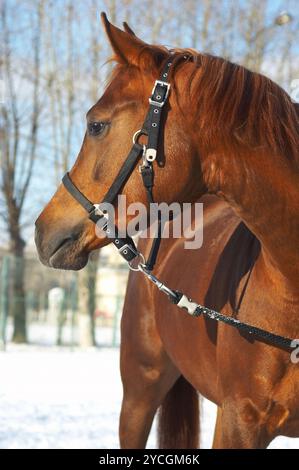 Brown stallion. Portrait of a sports brown horse. Riding on a horse ...