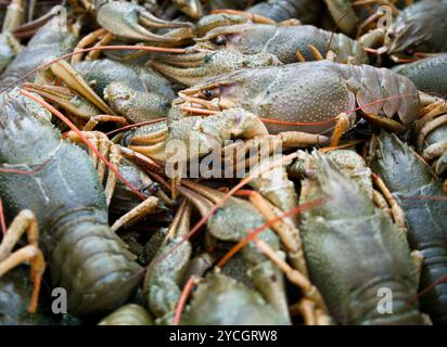 living crawfish before cooking Stock Photo - Alamy