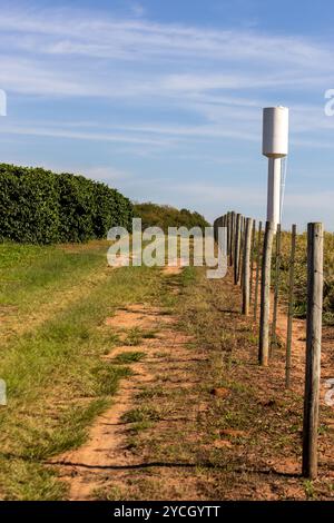 coffee plantation, with a water tank next to a fence, on a farm in ...