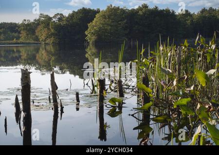 Lake at Massasoit State Park, Mass Stock Photo - Alamy
