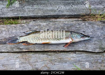 Freshwater fish pike lying on the wooden boards Stock Photo - Alamy
