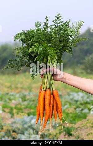 A bunch of fresh carrots in hand on blue background. Rustic style ...