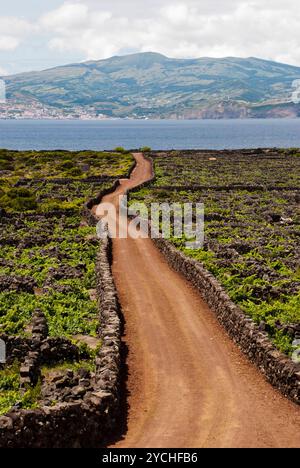 The typical vineyards of Pico, Unesco heritage, Azores Stock Photo - Alamy