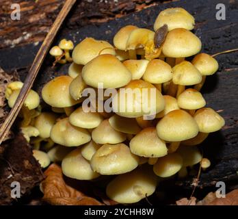 Sulphur tuft (Hypholoma fasciculare) often grows in clusters on tree ...