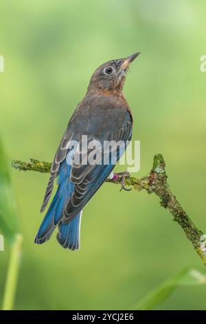 Eastern Bluebird (Sialia sialis) Aves Stock Photo - Alamy