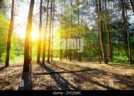 dawn in a pine forest Stock Photo - Alamy