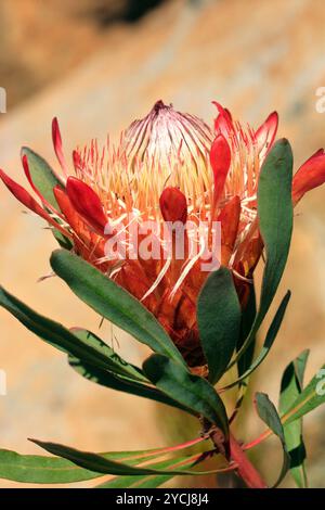Colors of Protea Stock Photo - Alamy