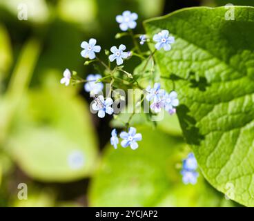 A close up bunch of forget me nots Stock Photo - Alamy