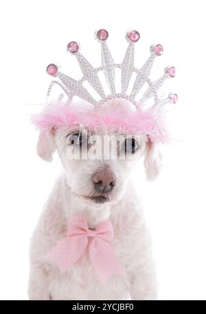 Princess Maltese dog wearing tiara and purple feather boa isolated on ...