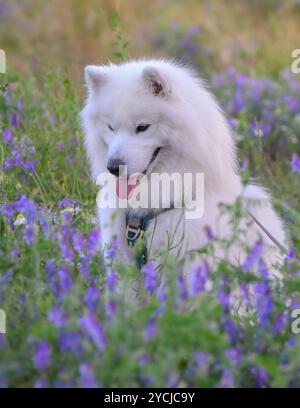 Samoyed in the flower field with tongue out Stock Photo - Alamy