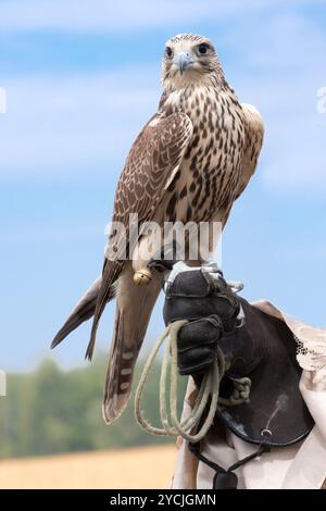 falcon on handler's glove Stock Photo - Alamy