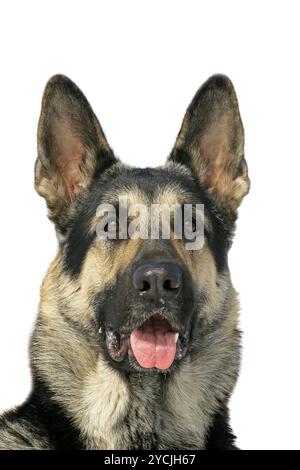 Cute Shepherd dog posing isolated over white background Stock Photo - Alamy