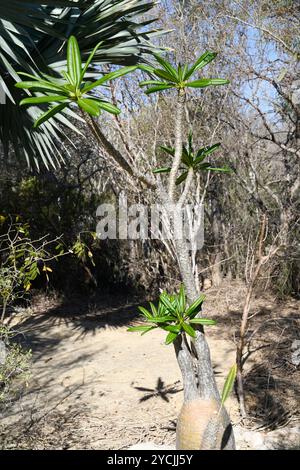 Madagascar palm (Pachypodium lamerei) is a deciduous tree native to ...
