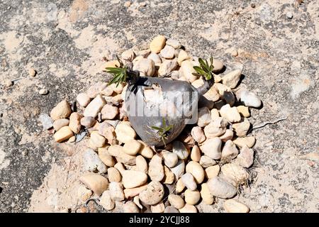Elefant's foot plant (Pachypodium rosulatum) is a deciduous shrub ...