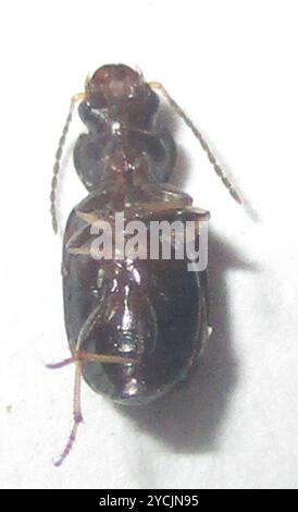 (Amblystomus orpheus) Insecta Stock Photo - Alamy